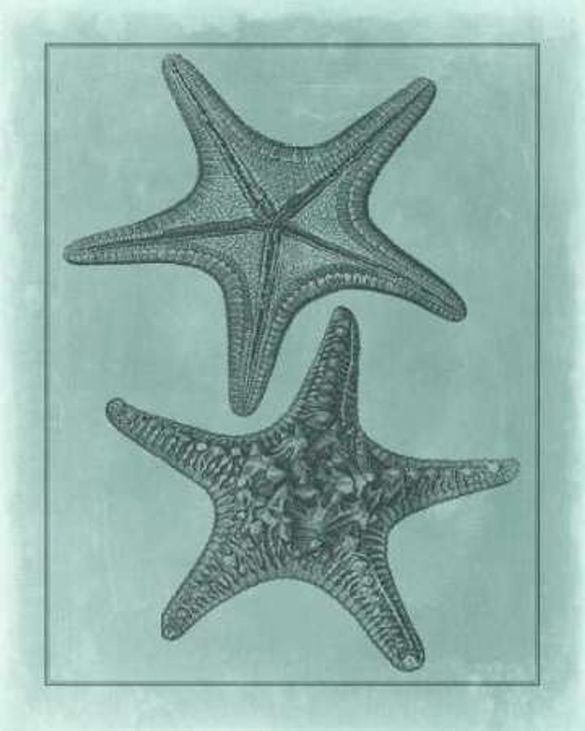 Spa Shell Collection VII by Vision Studio Online | Mojarto