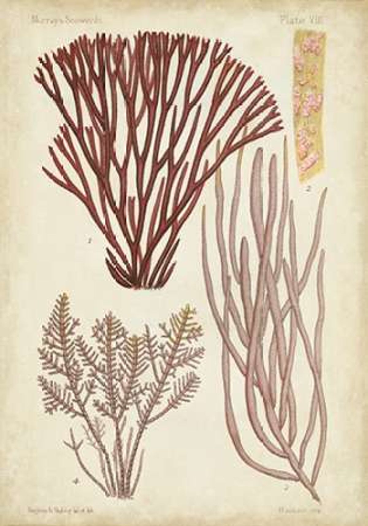 Seaweed Specimen in Coral I by Vision Studio Online | Mojarto