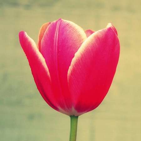 Tulip in Fuchsia I by artist Bell, Lillian – Image, prints | Mojarto