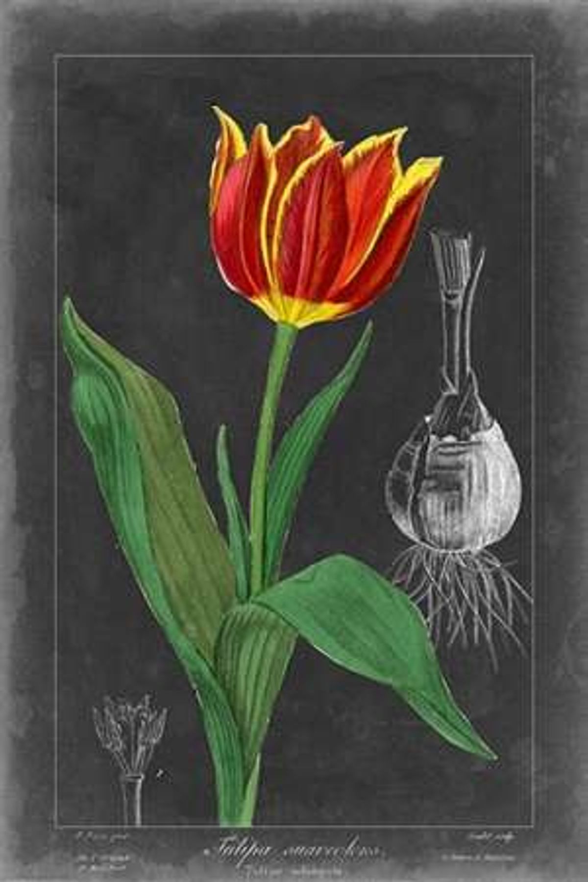 Midnight Tulip IV by Vision Studio Online | Mojarto