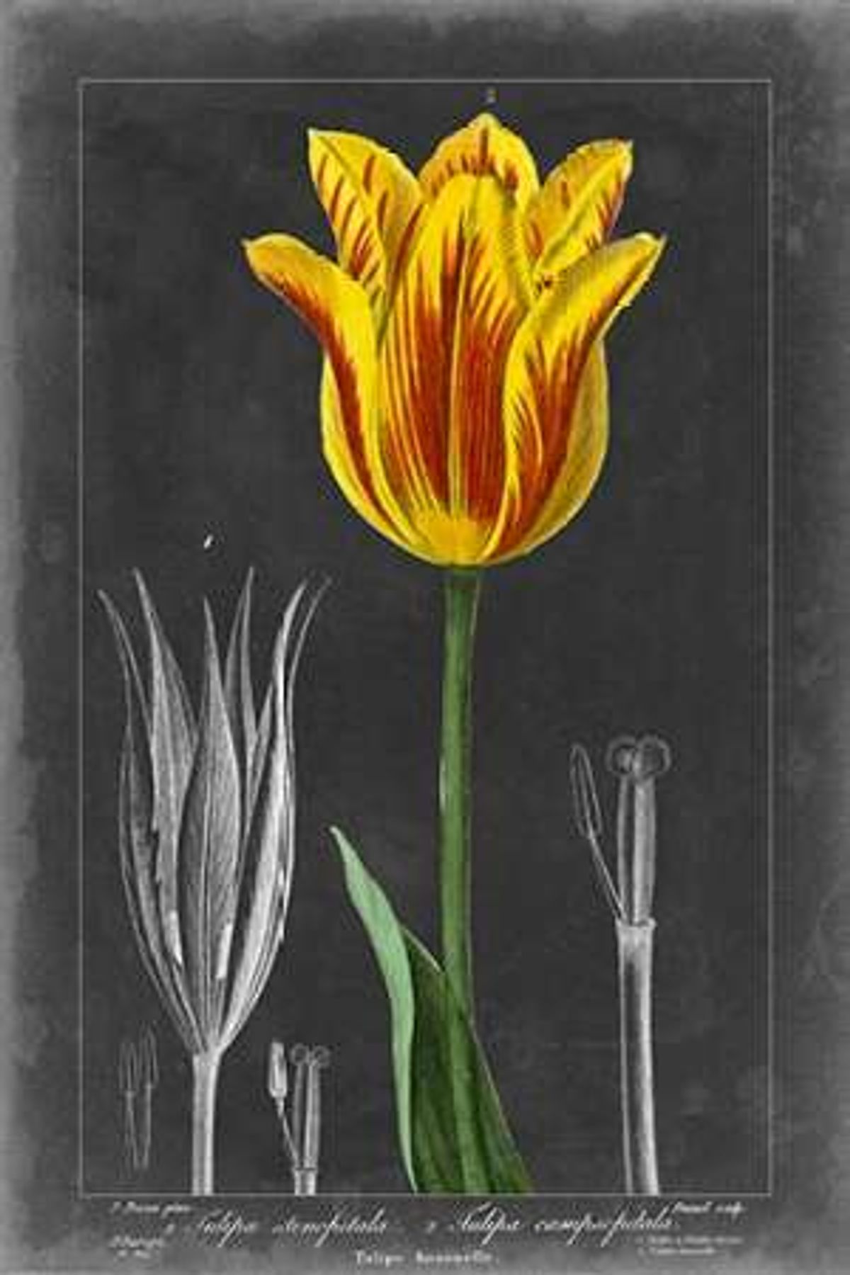 Midnight Tulip V by Vision Studio Online | Mojarto