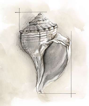 Shell Schematic I by artist Meagher, Megan – Image, prints | Mojarto