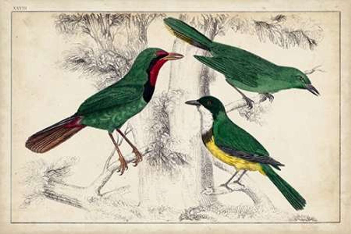Tropical Bird Trio I by Unknown Online | Mojarto