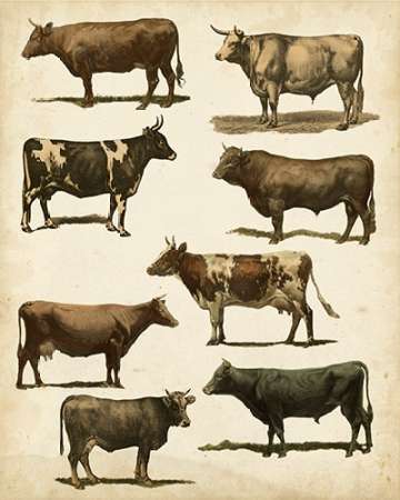 Antique Cow Chart by artist Vision Studio – Image, prints | Mojarto