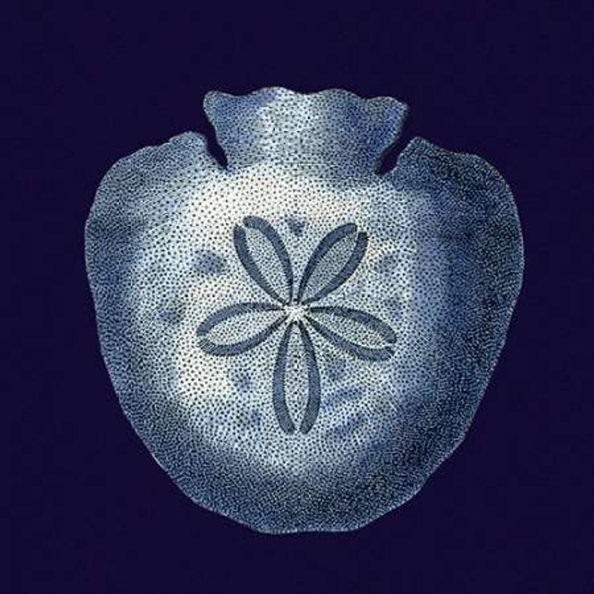Indigo Shells III by Vision Studio Online | Mojarto