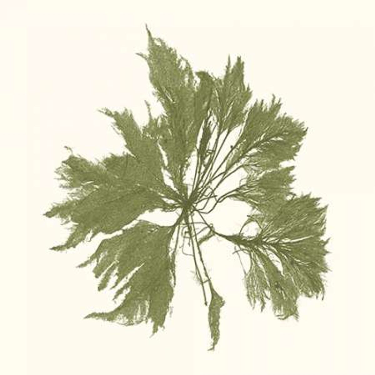 Seaweed Collection III by Vision Studio Online | Mojarto