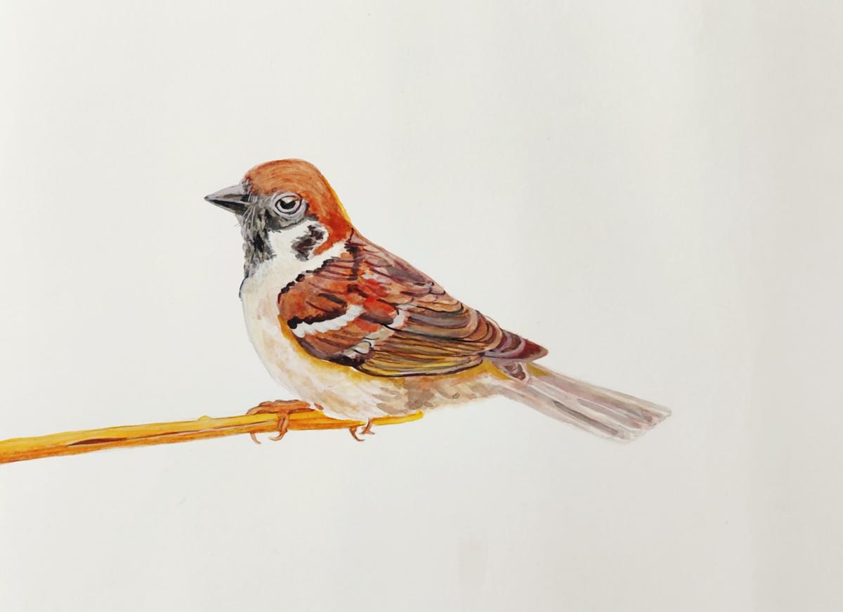 Sparrow by artist mahesh verma – Image, Painting | Mojarto