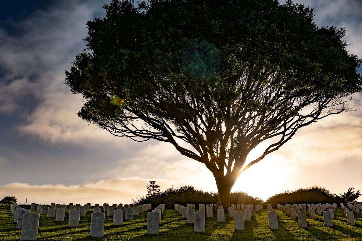 Sunset Behind the Shady Tree by artist Sayandeep Nag – Image ...